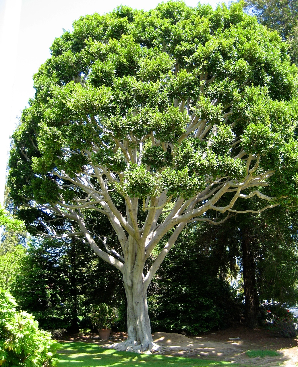 Tree tourism | The Flourishing Tree