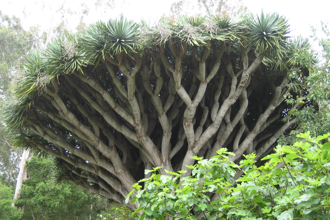 Tree tourism | The Flourishing Tree