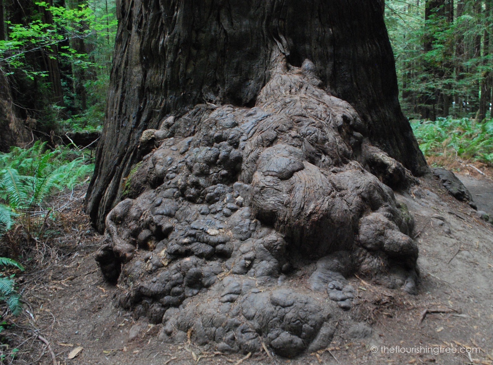 BigTrees2017_5FT | The Flourishing Tree